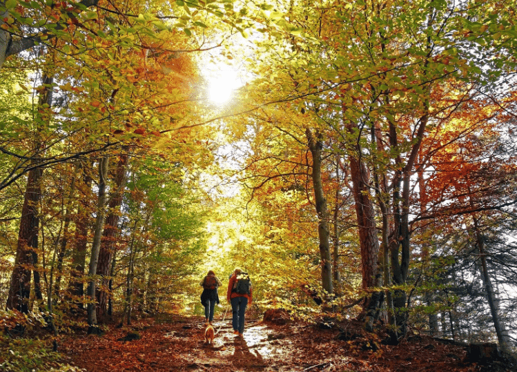 Camping In Fall: Top Tips For A Cozy Outdoor Experience